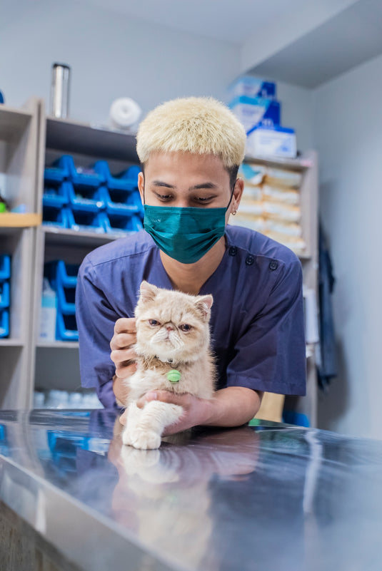 Services – The Cat Clinic