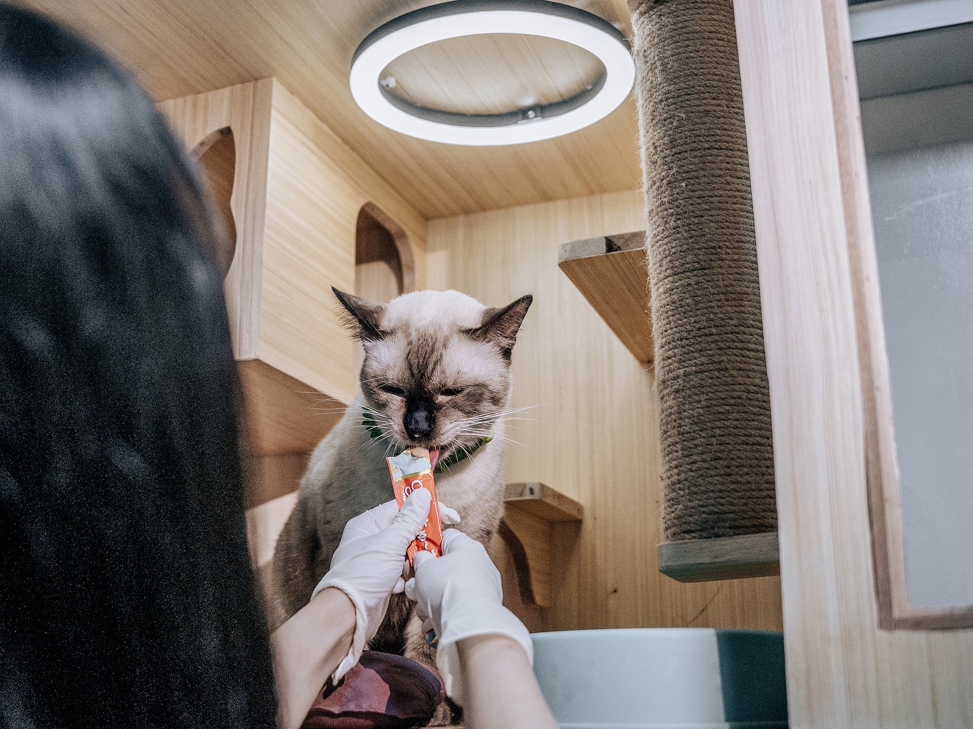 Services – The Cat Clinic