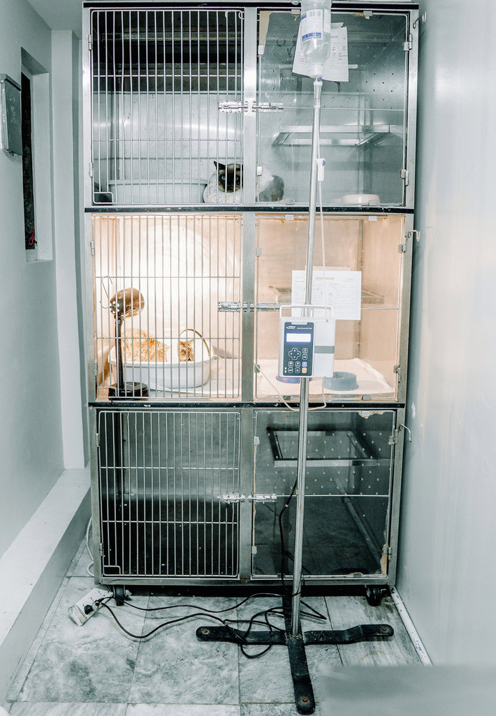 Facility – The Cat Clinic