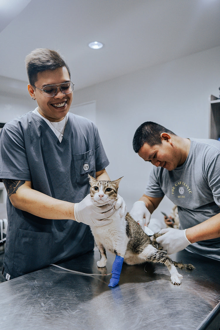 Services – The Cat Clinic