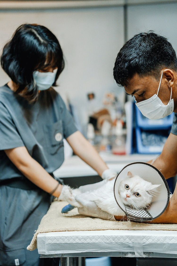 Services – The Cat Clinic